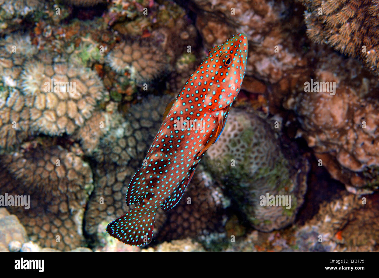 Coral grouper, Cephalopholis miniata, Eilat, Red Sea, Israel Stock ...