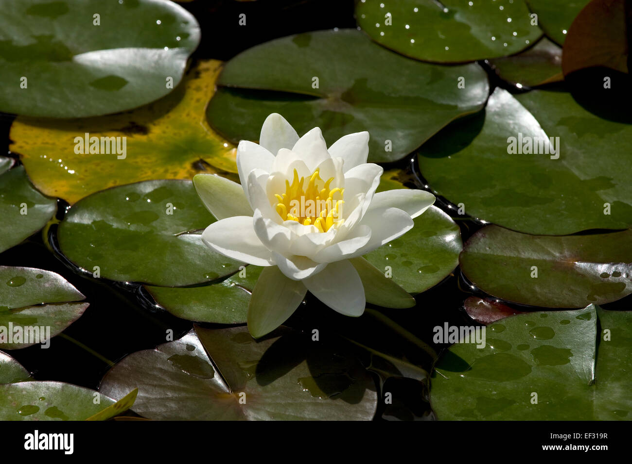 White Water Lily (Nymphaea alba), North Rhine-Westphalia, Germany Stock ...