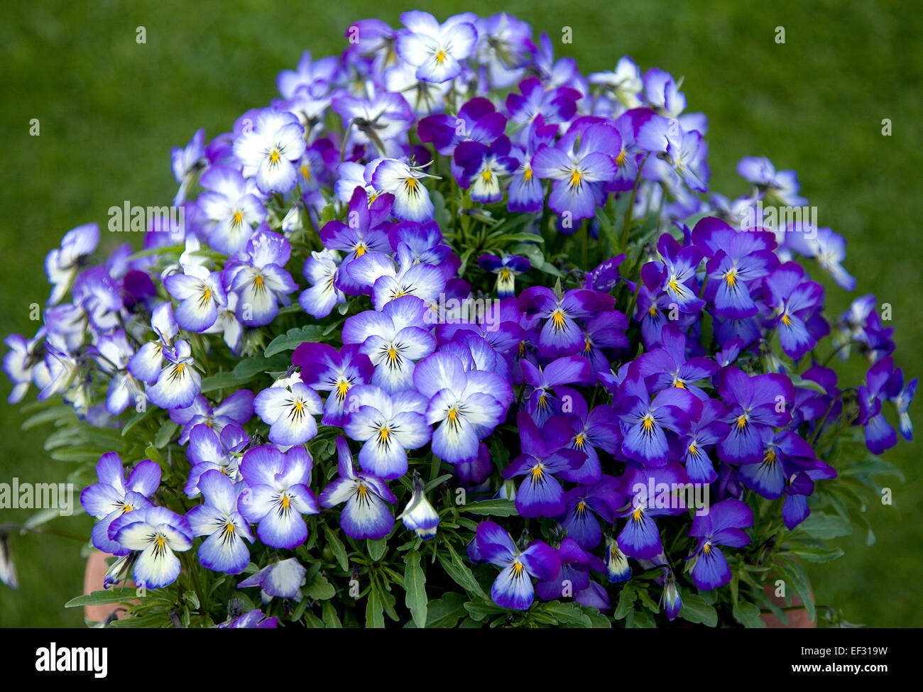 Horned violet viola cornuta hi-res stock photography and images - Alamy