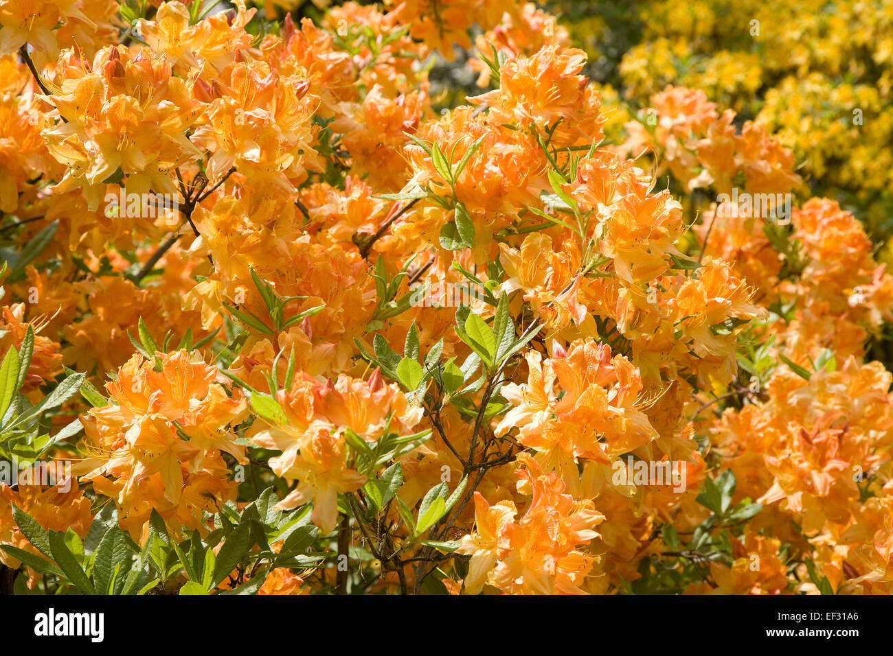 Azalea Rhododendron Yellow Orange High Resolution Stock Photography and ...