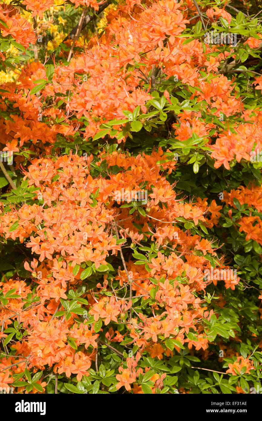 Orange flowering Rhododendron (Rhododendron molle), Saxony, Germany ...