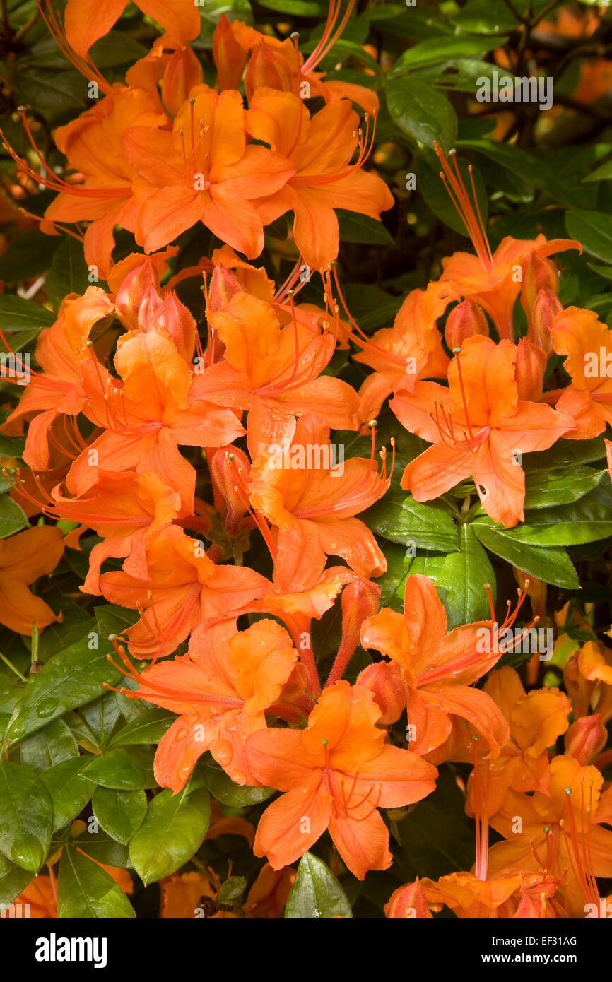 Orange flowering Rhododendron (Rhododendron molle), Saxony, Germany ...