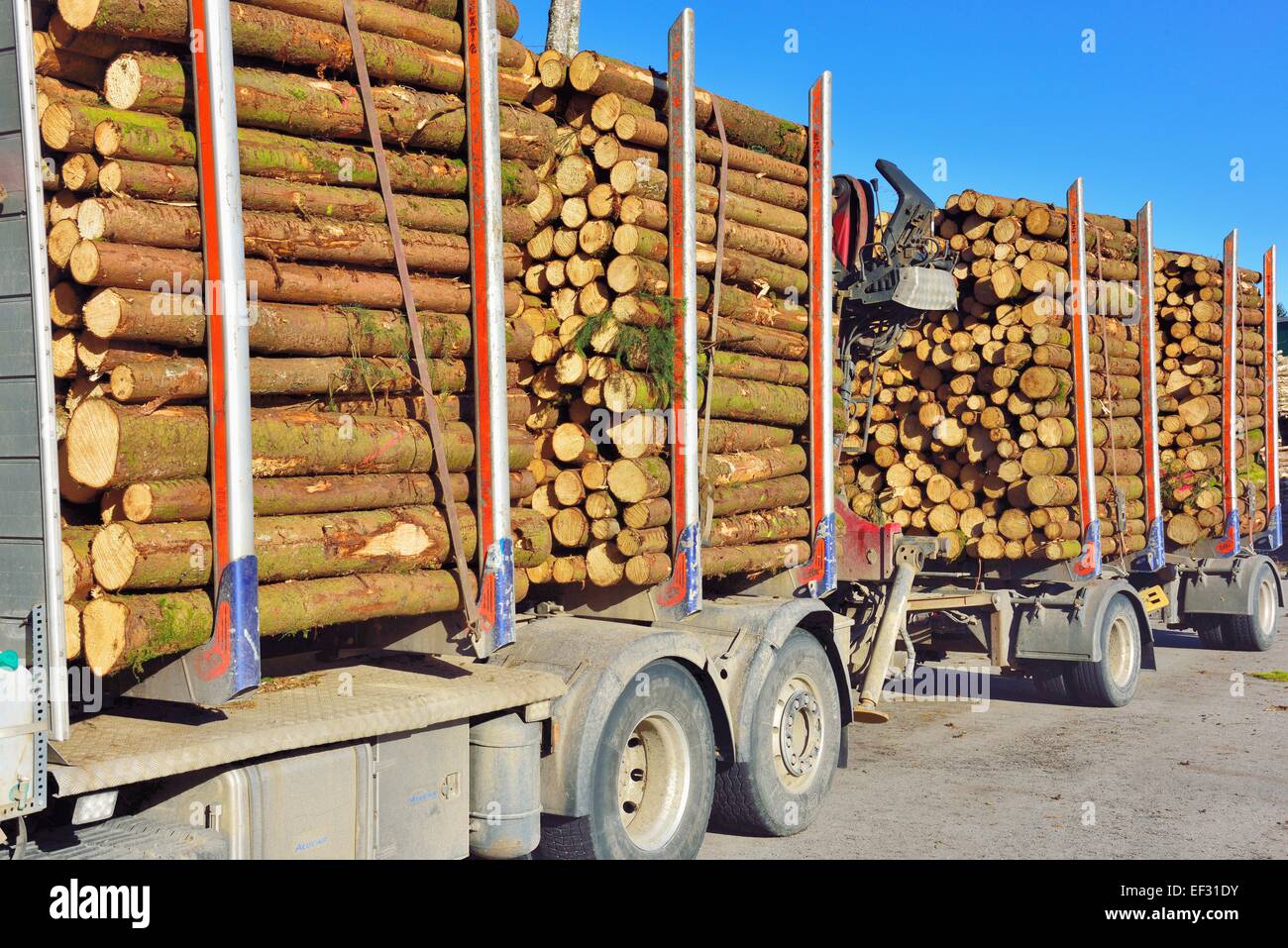 Truck with trailer, loaded with pine logs, Bavaria, Germany Stock Photo ...