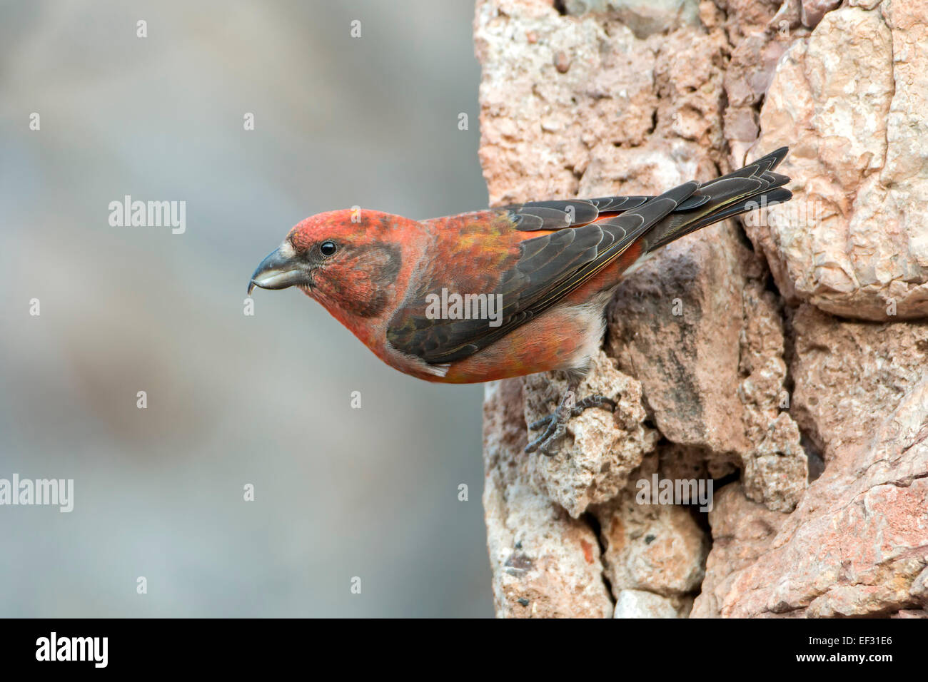 Red Crossbill (Loxia curvirostra), finch, male, feeding on minerals ...