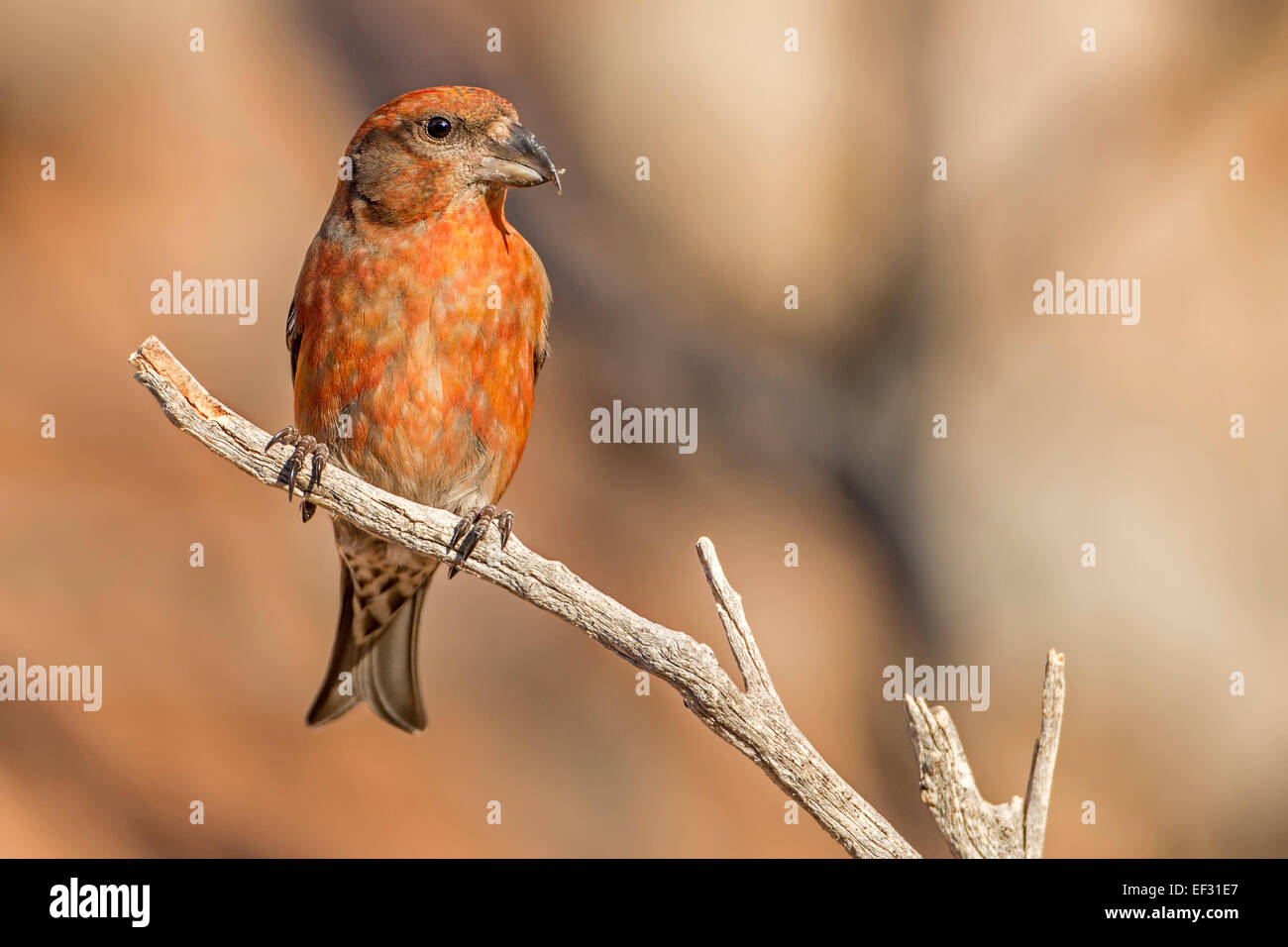 Red Crossbill (Loxia curvirostra), finch, female, Spain Stock Photo - Alamy