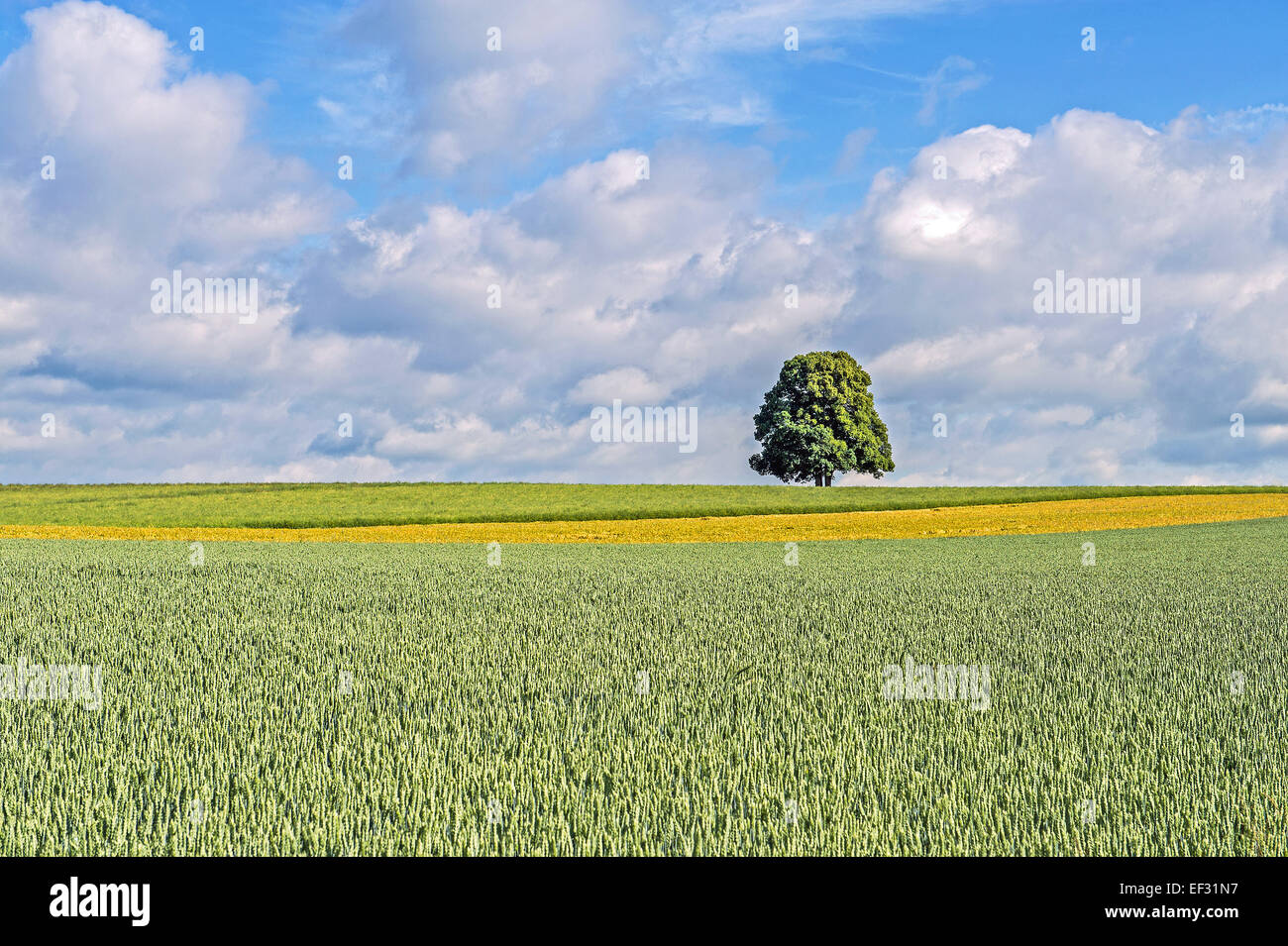 Cultural landscape, Upper Palatinate, Bavaria, Germany Stock Photo - Alamy