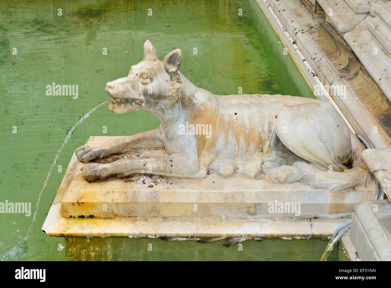 She-wolf spouting water in the Fonte Gaia fountain, Piazza del Campo ...