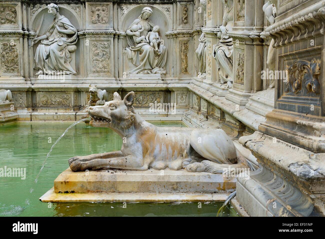 She-wolf spouting water in the Fonte Gaia fountain, Piazza del Campo ...