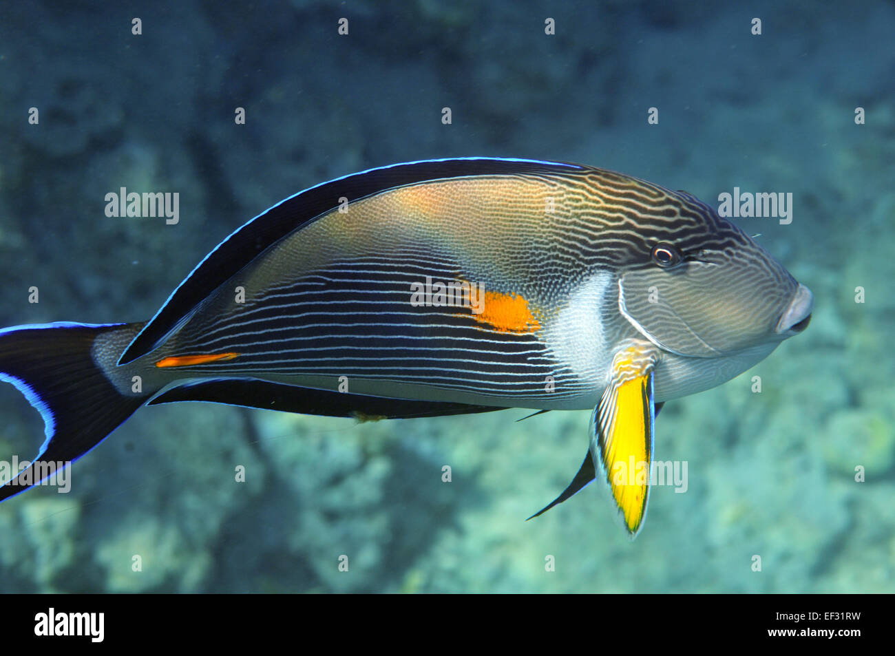Sohal surgeonfish or Red Sea clown tang, Acanthurus sohal, Eilat, Red ...