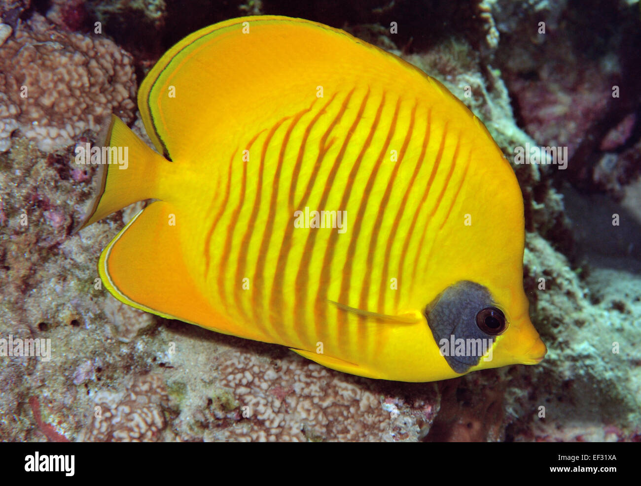 Marine Life In Israel