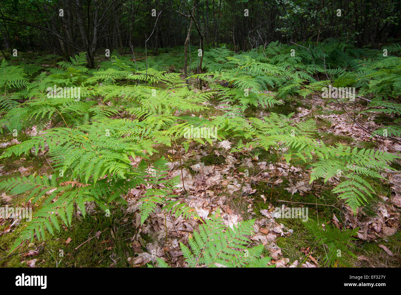 Ferns growing on the forest floor, Söderåsen National Park, Ljungbyhed ...