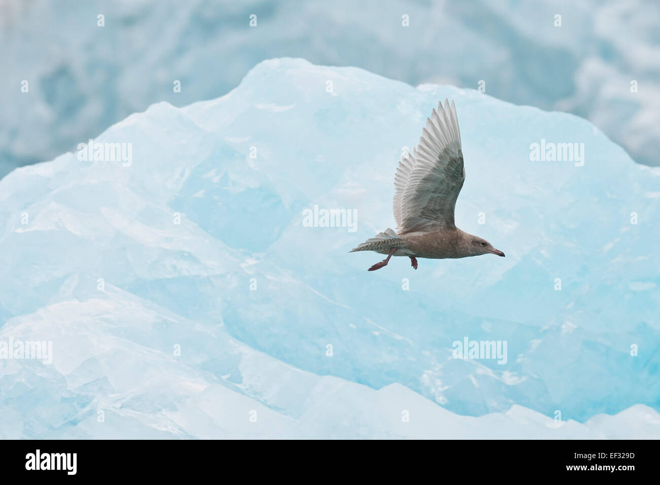 Glaucous Gull (Larus hyperboreus), young, Svalbard Archipelago ...