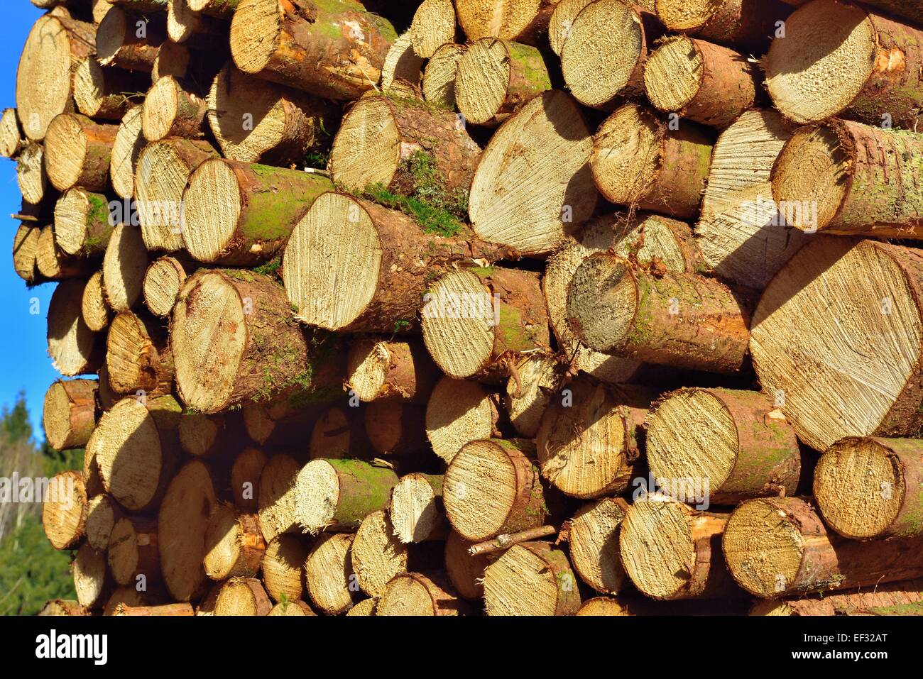 Stacked lumber, spruce logs, Bavaria, Germany Stock Photo - Alamy