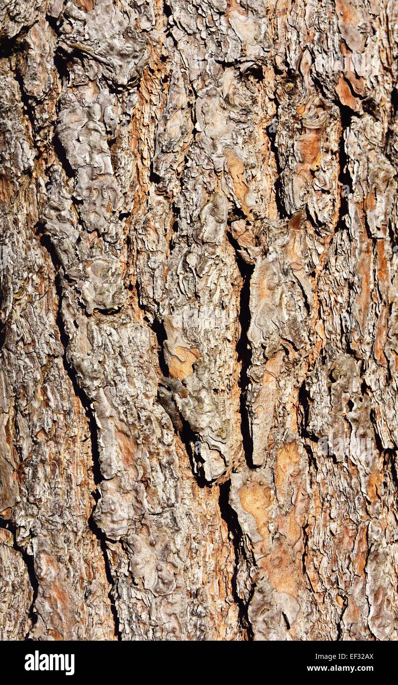 Picture of a pine tree hi-res stock photography and images - Alamy