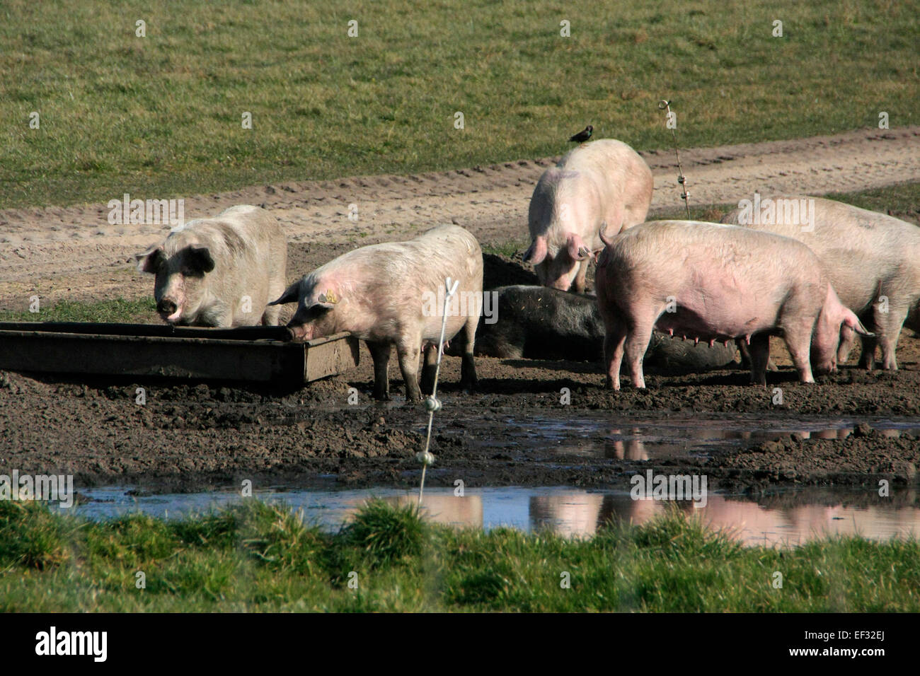 Outdoor keeping of pigs is an investment favorable attitude variant ...