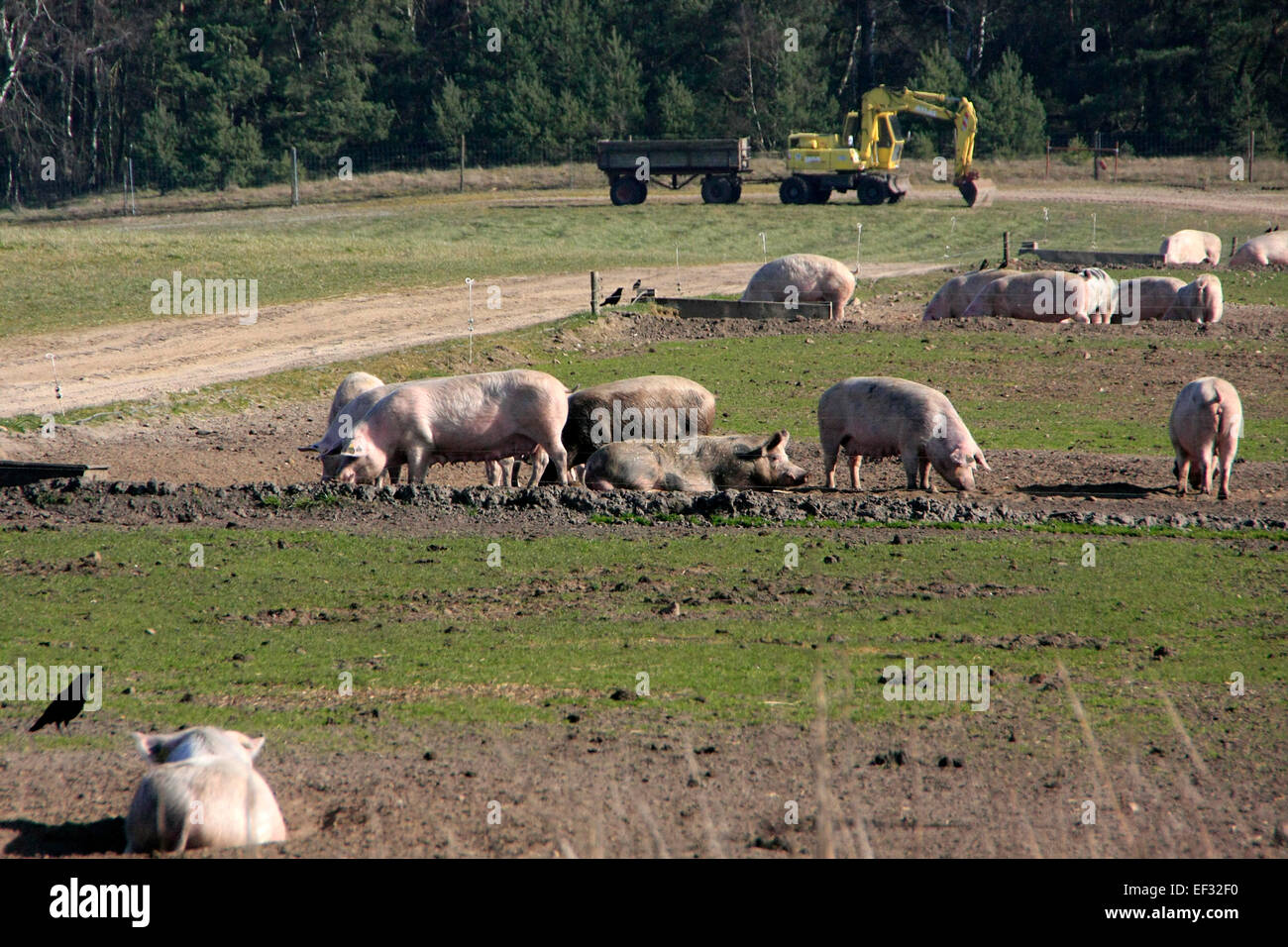 Outdoor keeping of pigs is an investment favorable attitude variant ...