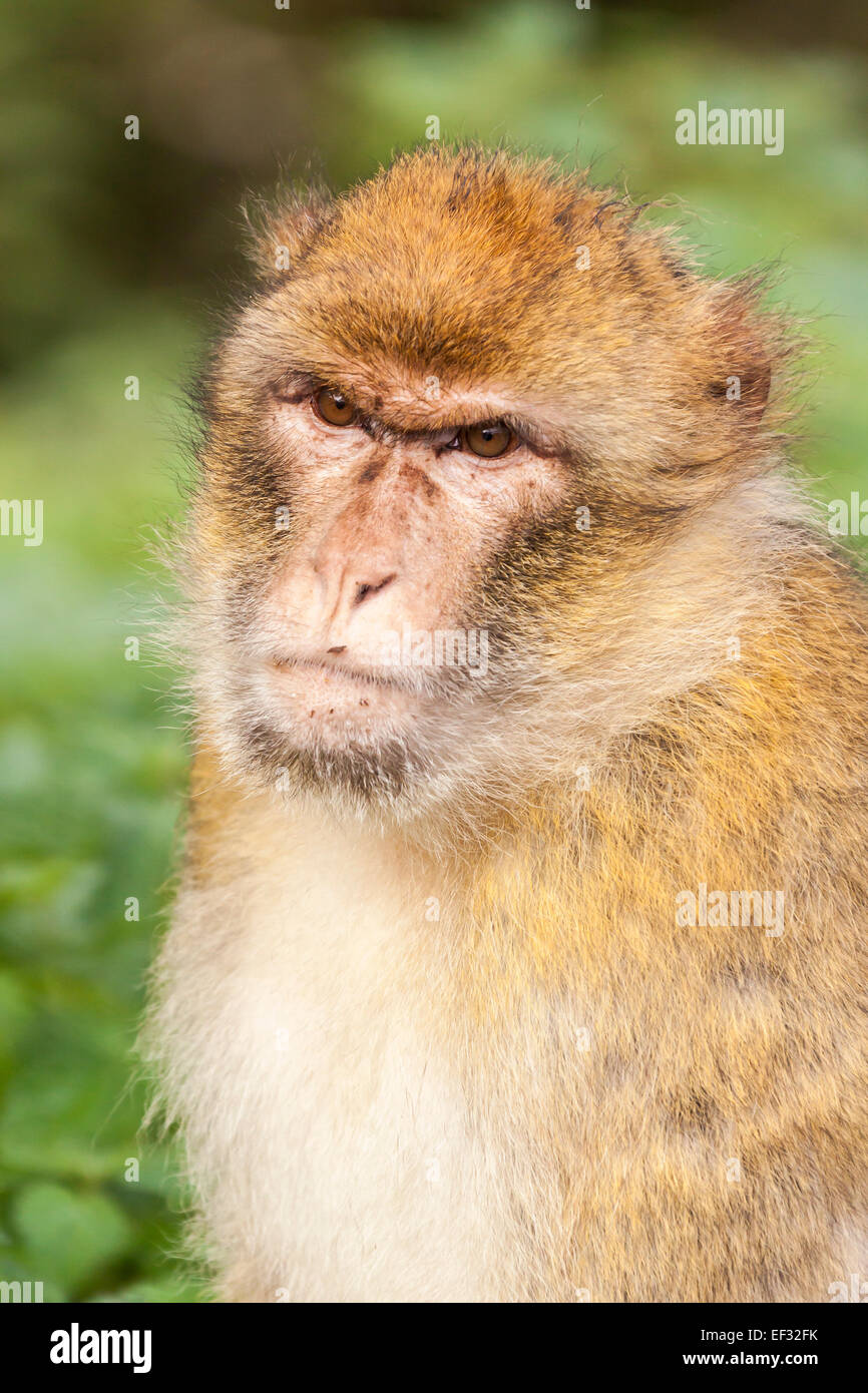 Barbary Macaque (Macaca sylvanus), adult, native to Morocco, captive ...