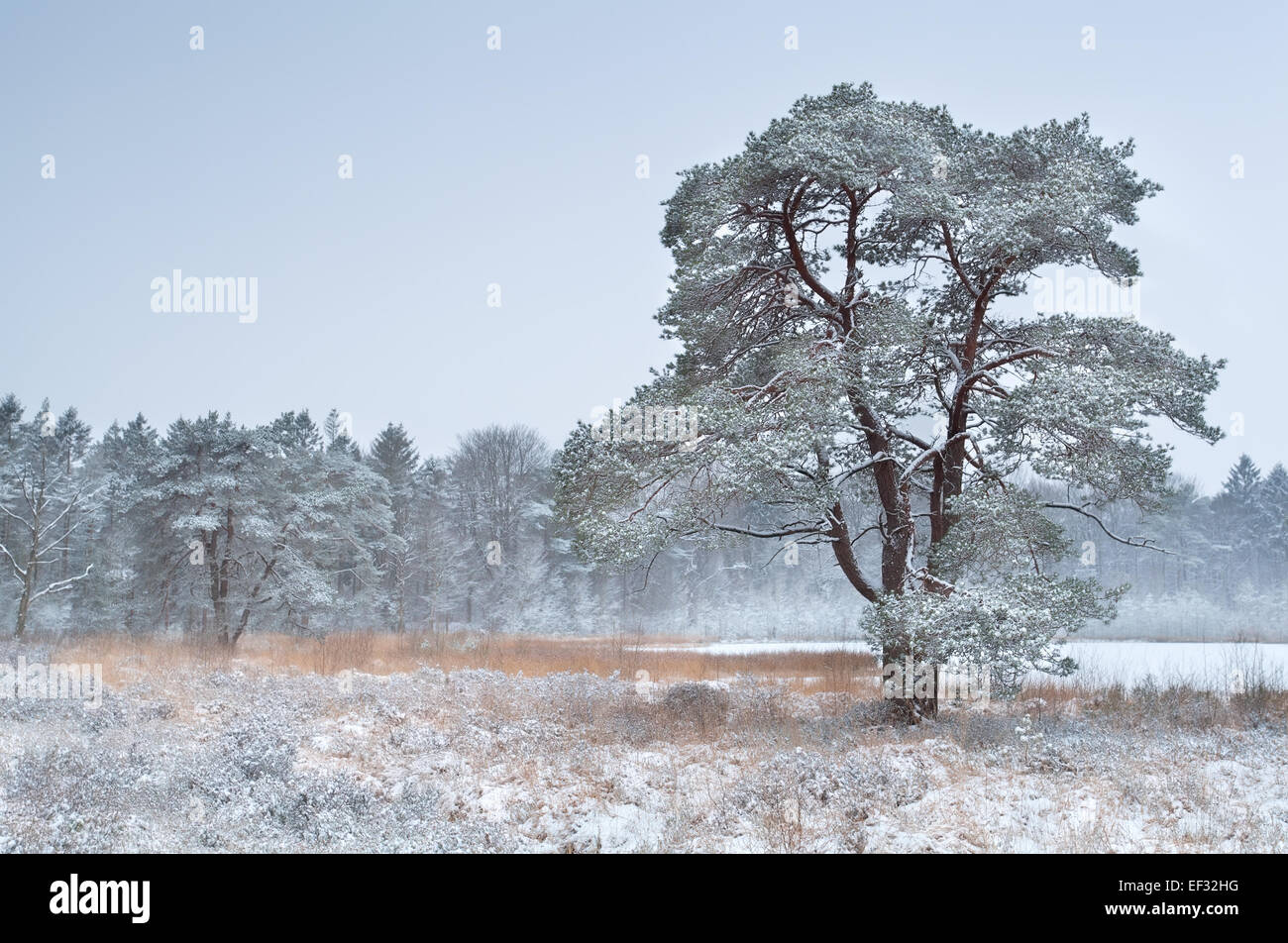tree and lake in winter snow, Drenthe, Netherlands Stock Photo - Alamy