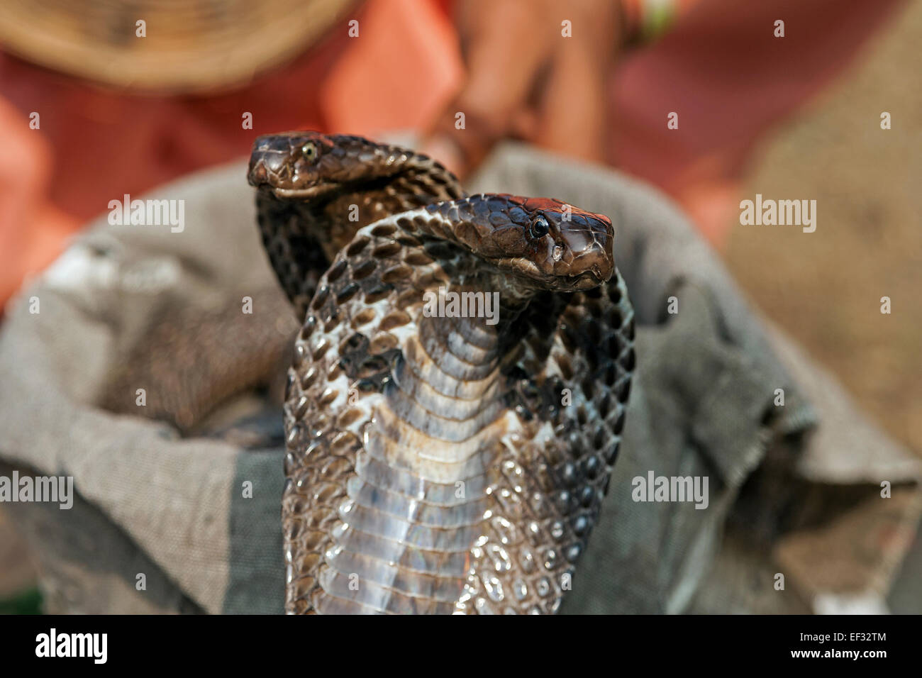 Two snakes hi-res stock photography and images - Alamy