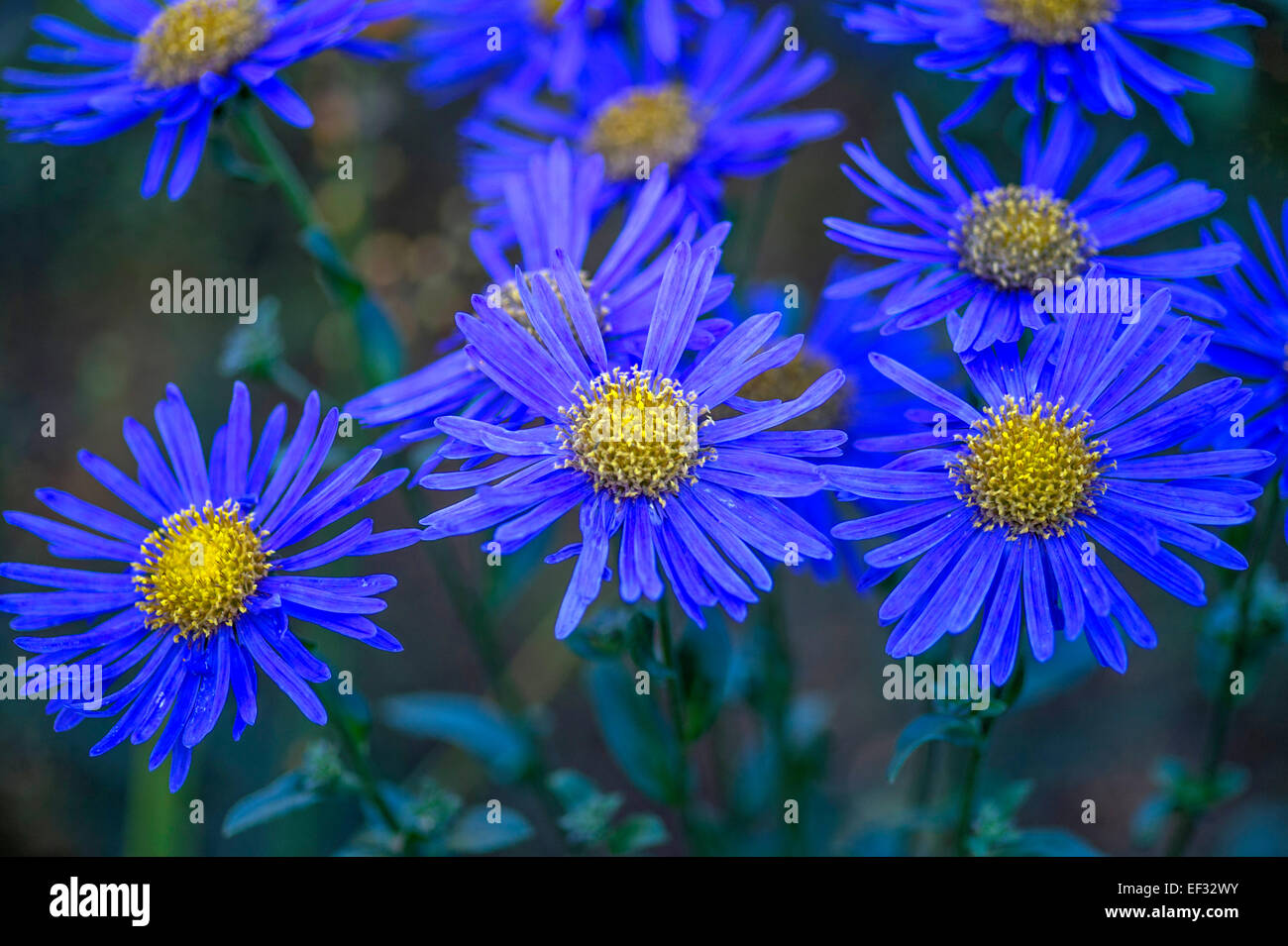 Aster sp hi-res stock photography and images - Alamy
