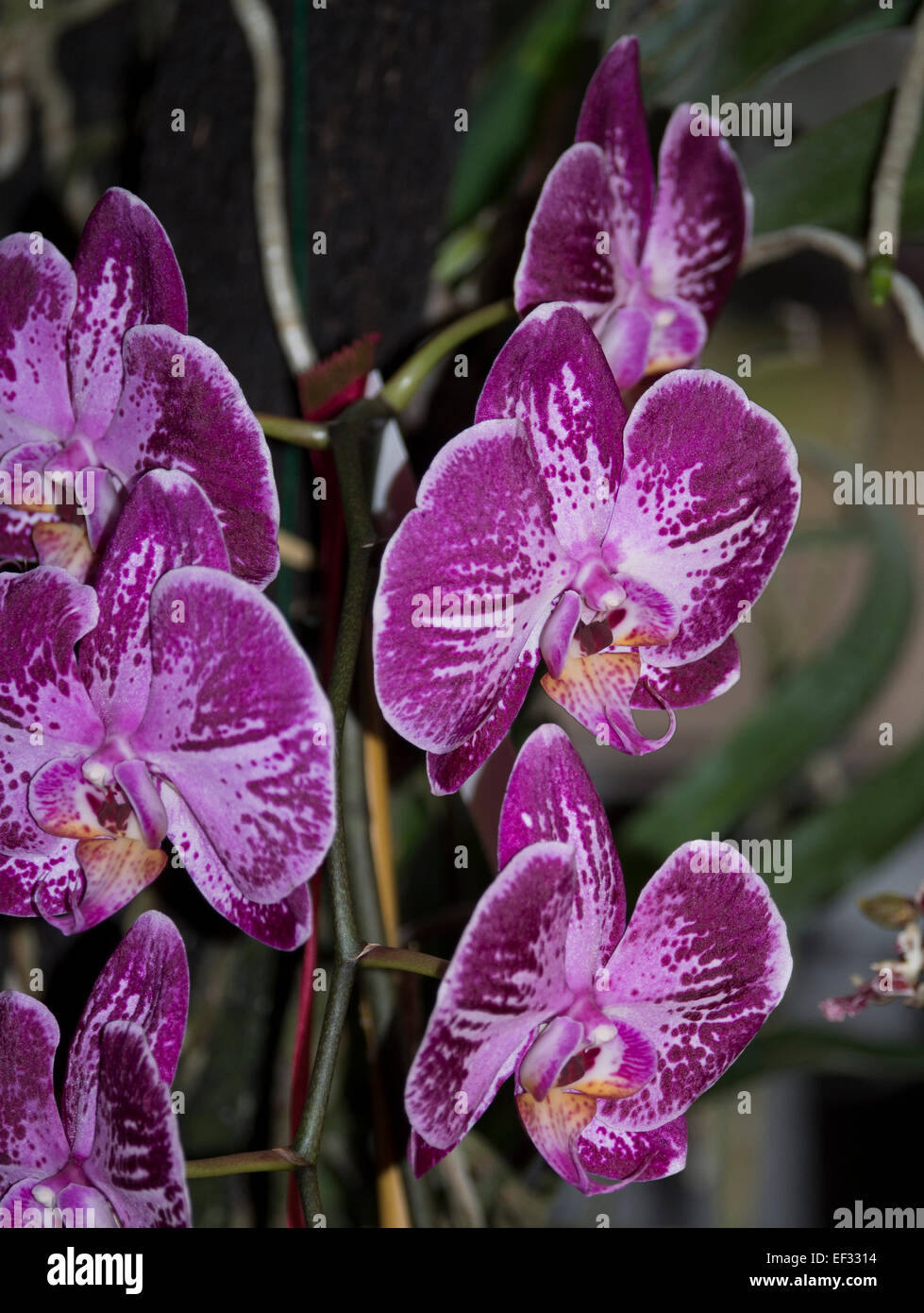 Orchids in bloom Stock Photo - Alamy