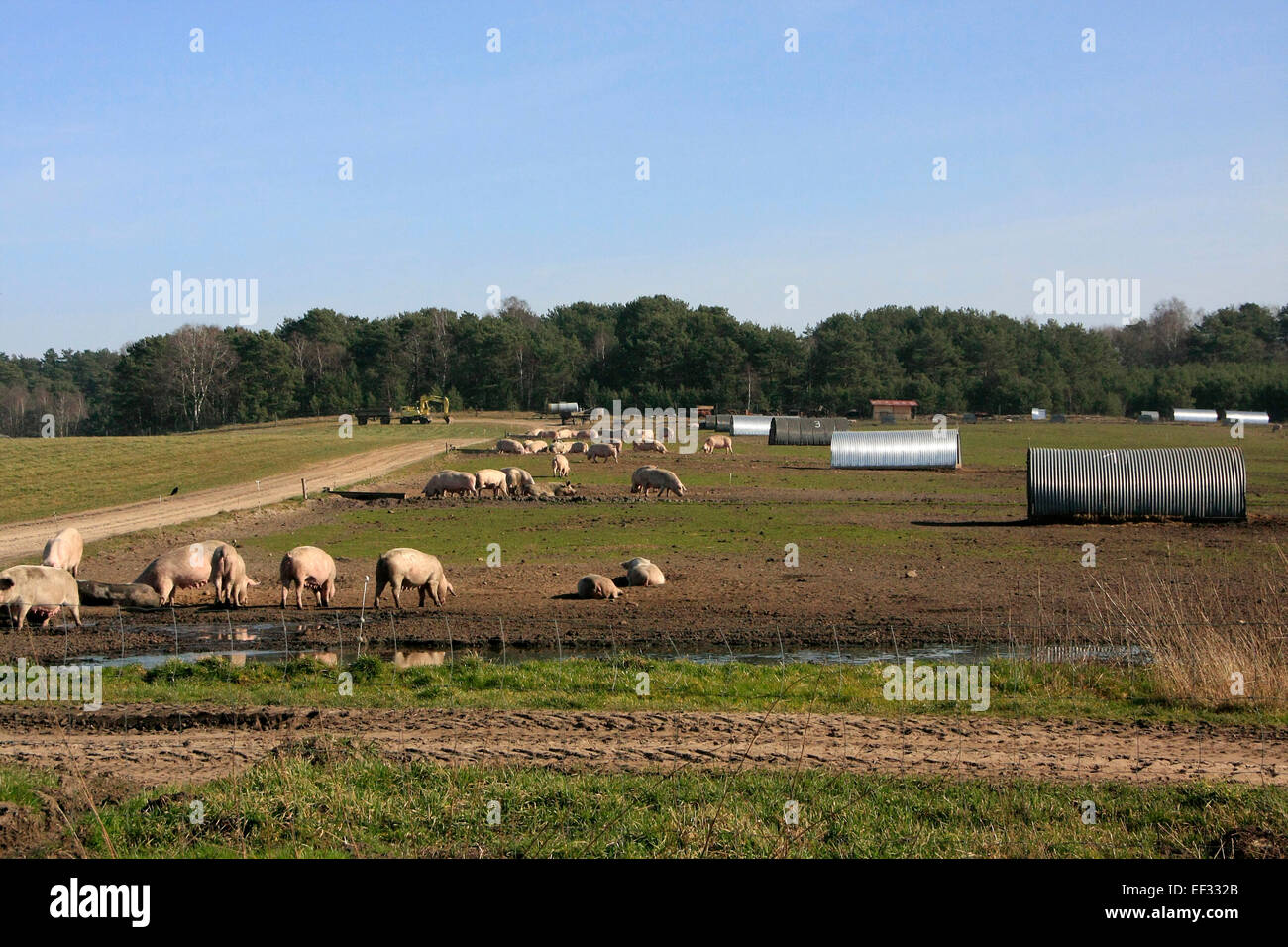 Outdoor keeping of pigs is an investment favorable attitude variant ...
