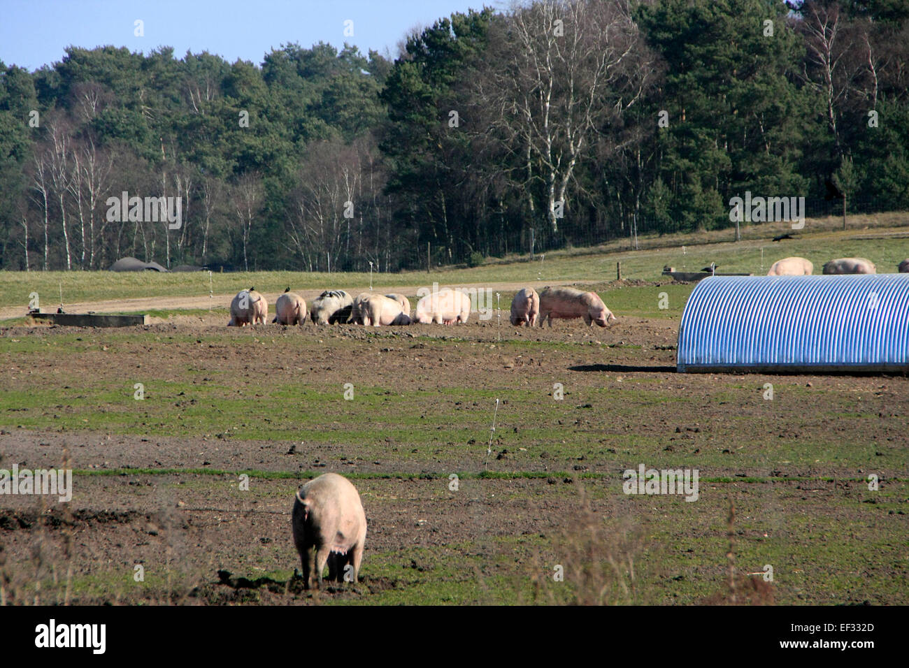 Outdoor keeping of pigs is an investment favorable attitude variant ...