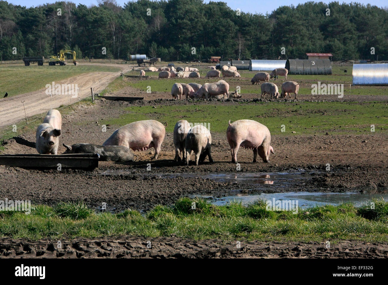 Outdoor keeping of pigs is an investment favorable attitude variant ...