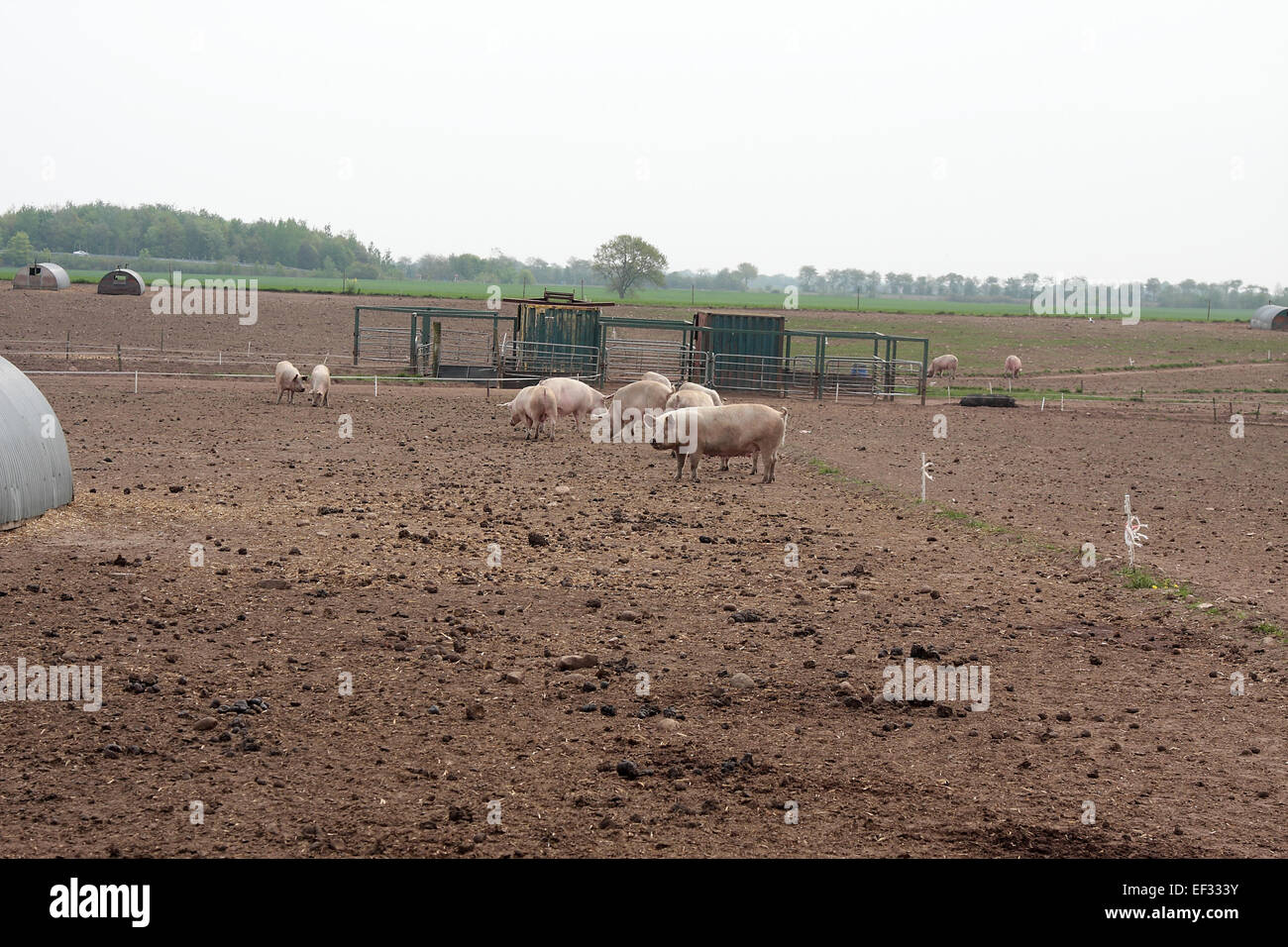 Outdoor keeping of pigs is an investment favorable attitude variant ...