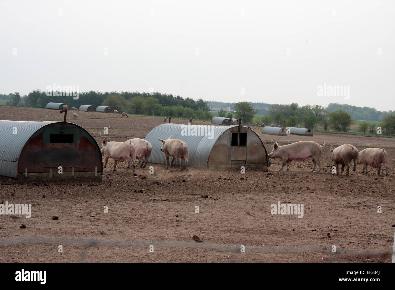 Outdoor keeping of pigs is an investment favorable attitude variant ...