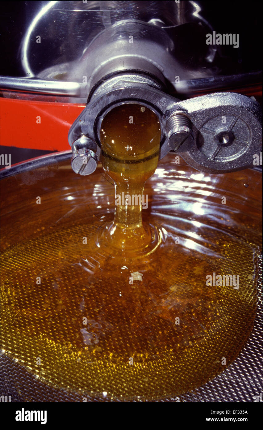 The honey runs during extraction from the extractor through a sieve ...