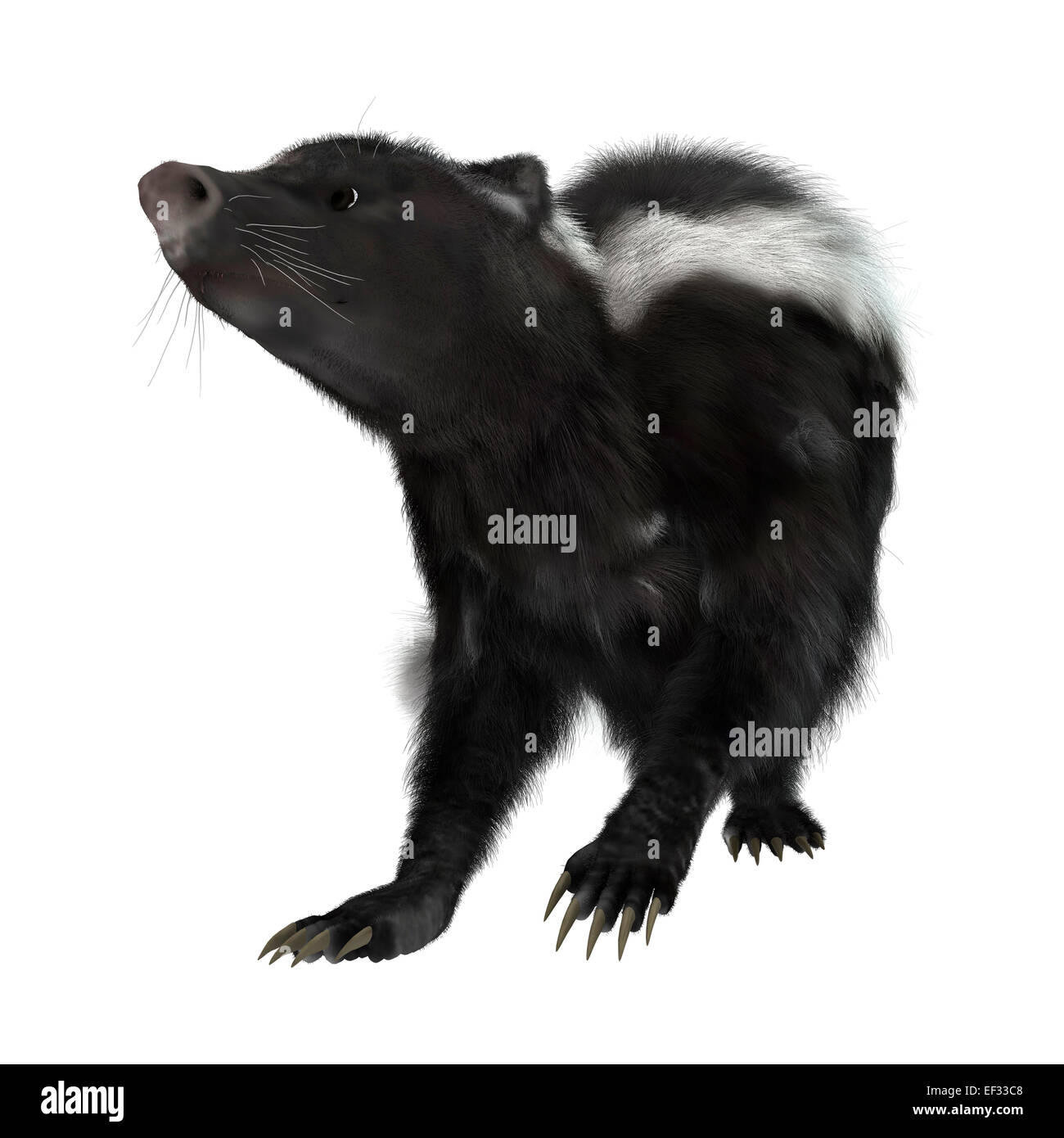3D digital render of a skunk isolated on white background Stock Photo ...