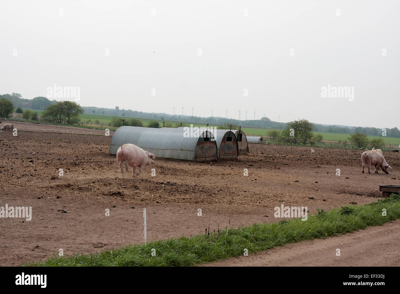 Outdoor keeping of pigs is an investment favorable attitude variant ...