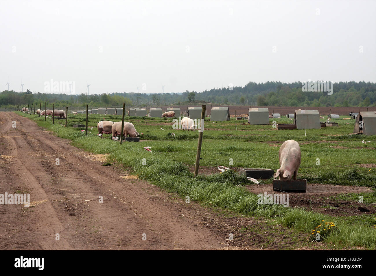 Outdoor keeping of pigs is an investment favorable attitude variant ...
