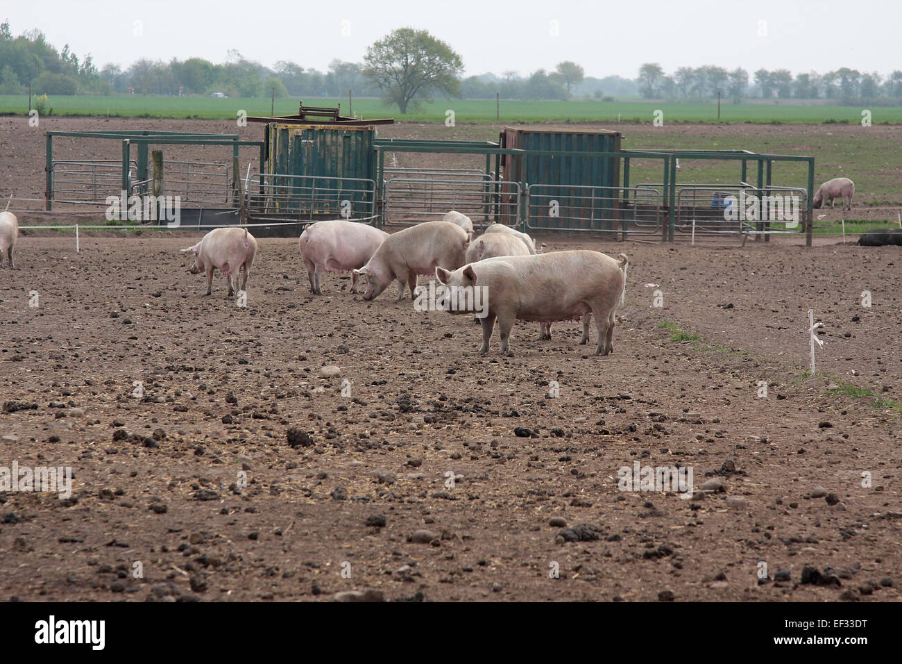 Outdoor keeping of pigs is an investment favorable attitude variant ...