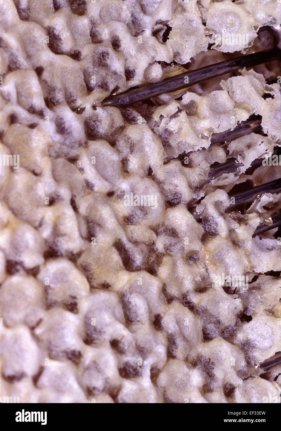 A honeycomb is uncapped with a uncappingfork. The thin wax caps are ...