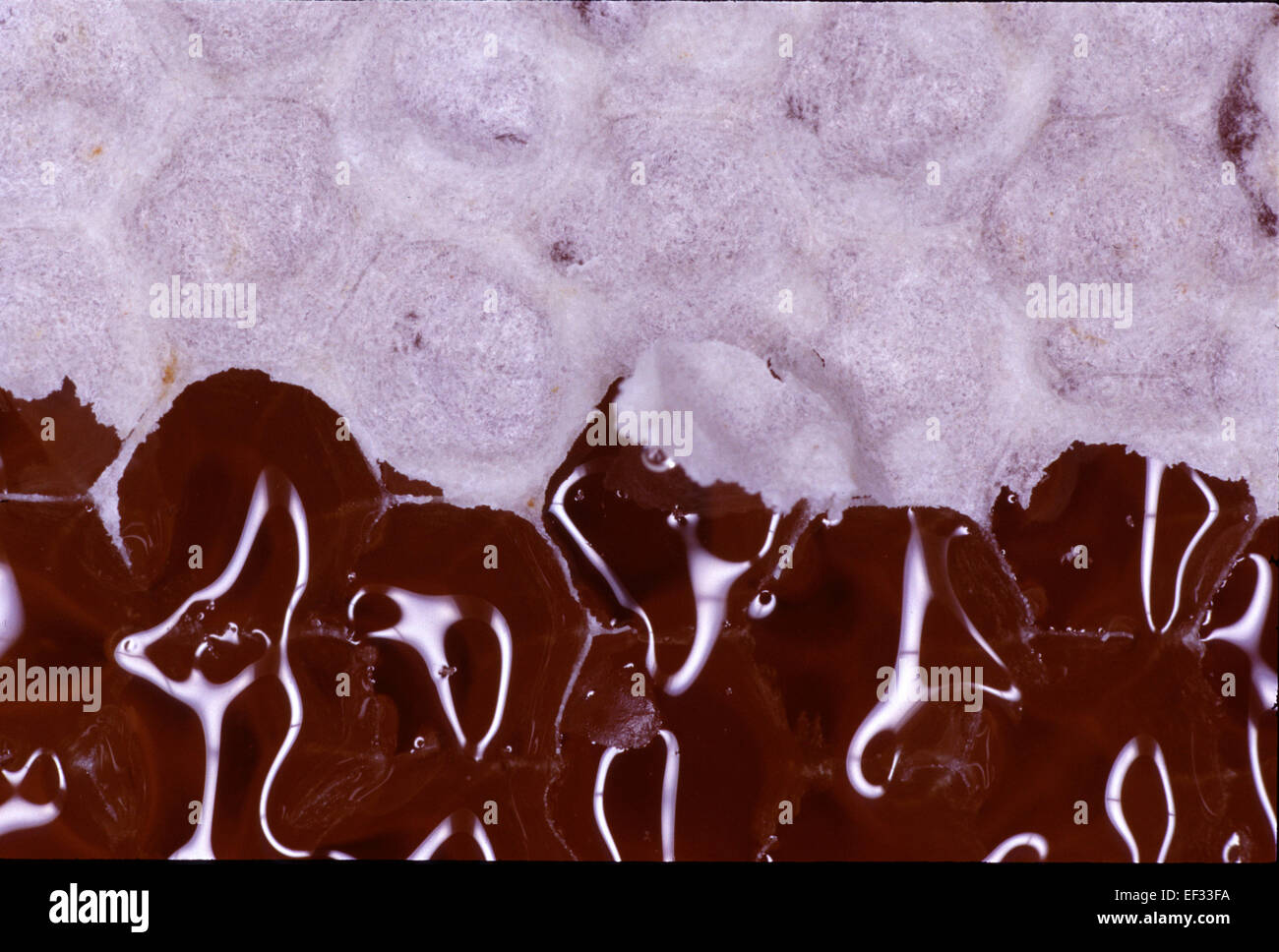 Honeycomb caps hi-res stock photography and images - Alamy