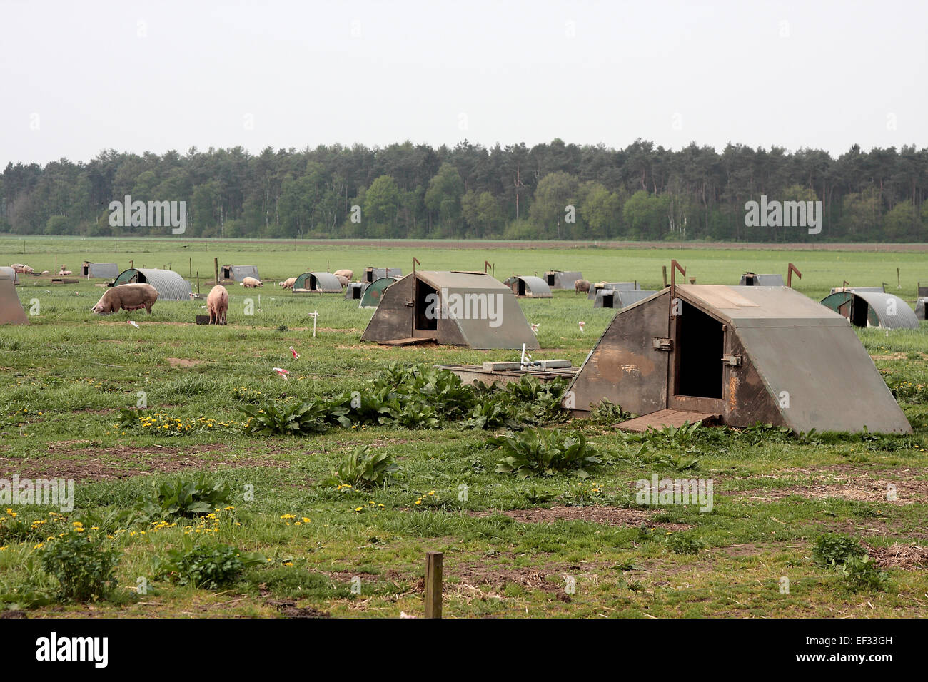Outdoor schweinehaltung hi-res stock photography and images - Alamy