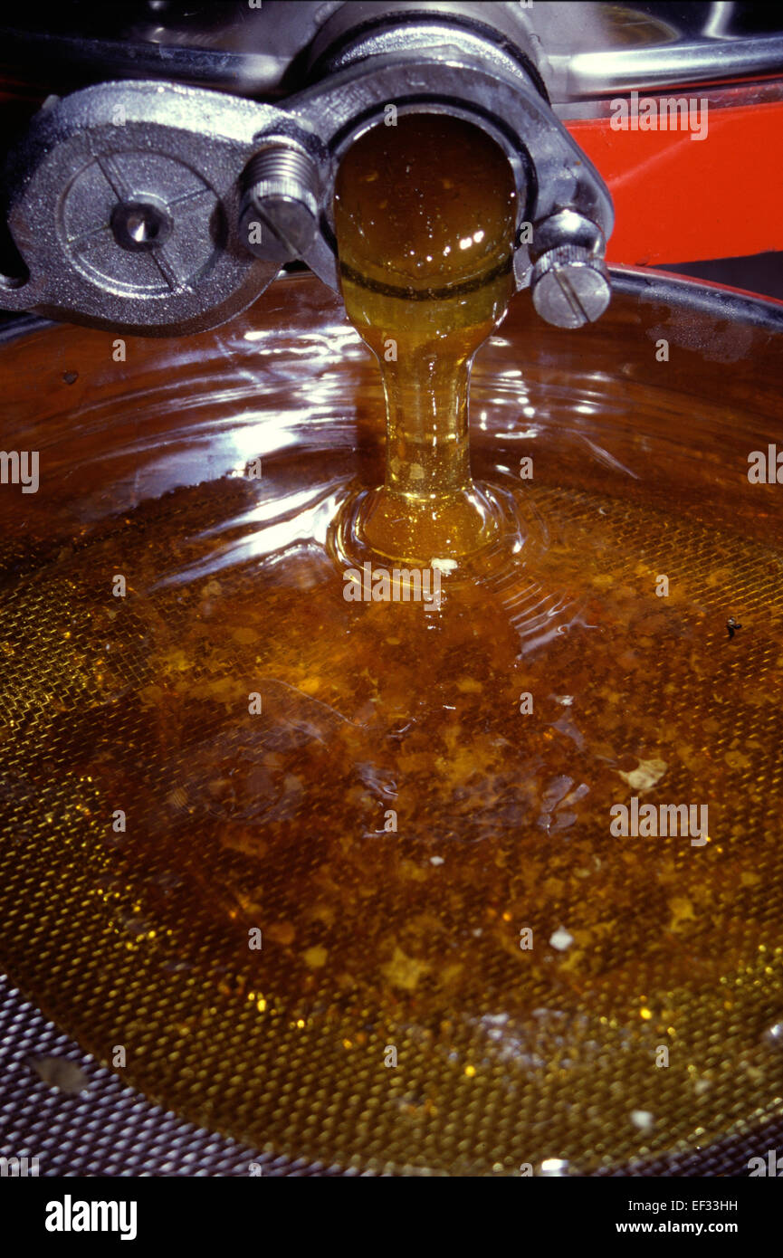 The honey runs during extraction from the extractor through a sieve ...