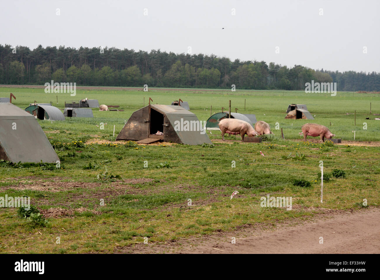 Outdoor keeping of pigs is an investment favorable attitude variant ...