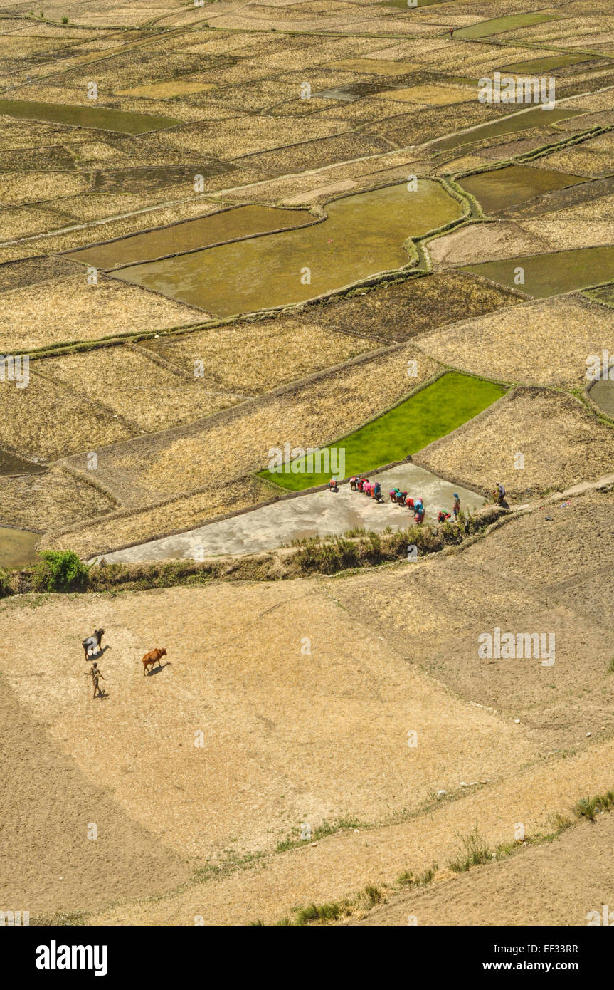 Nepal agriculture hi-res stock photography and images - Alamy