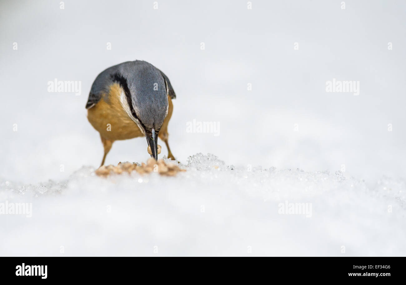 A Nuthatch, a small plump woodland bird feeding off a variety of seeds ...
