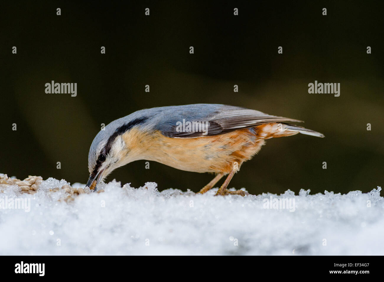 Variety of small birds hi-res stock photography and images - Alamy