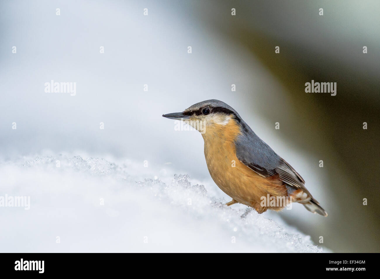 Seeds and nuts hi-res stock photography and images - Alamy