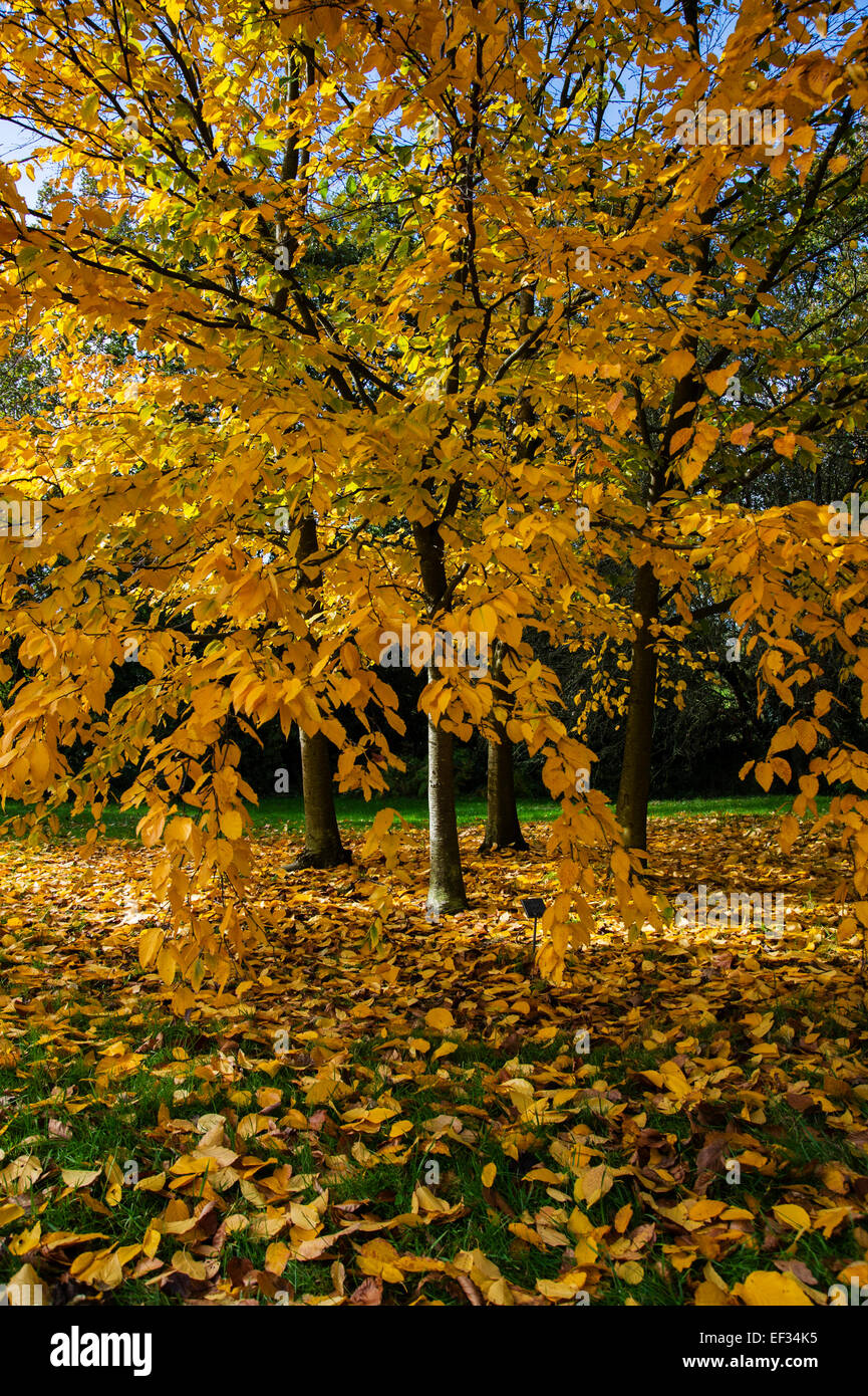 Betula Lenta Autumn Colour High Resolution Stock Photography and Images ...