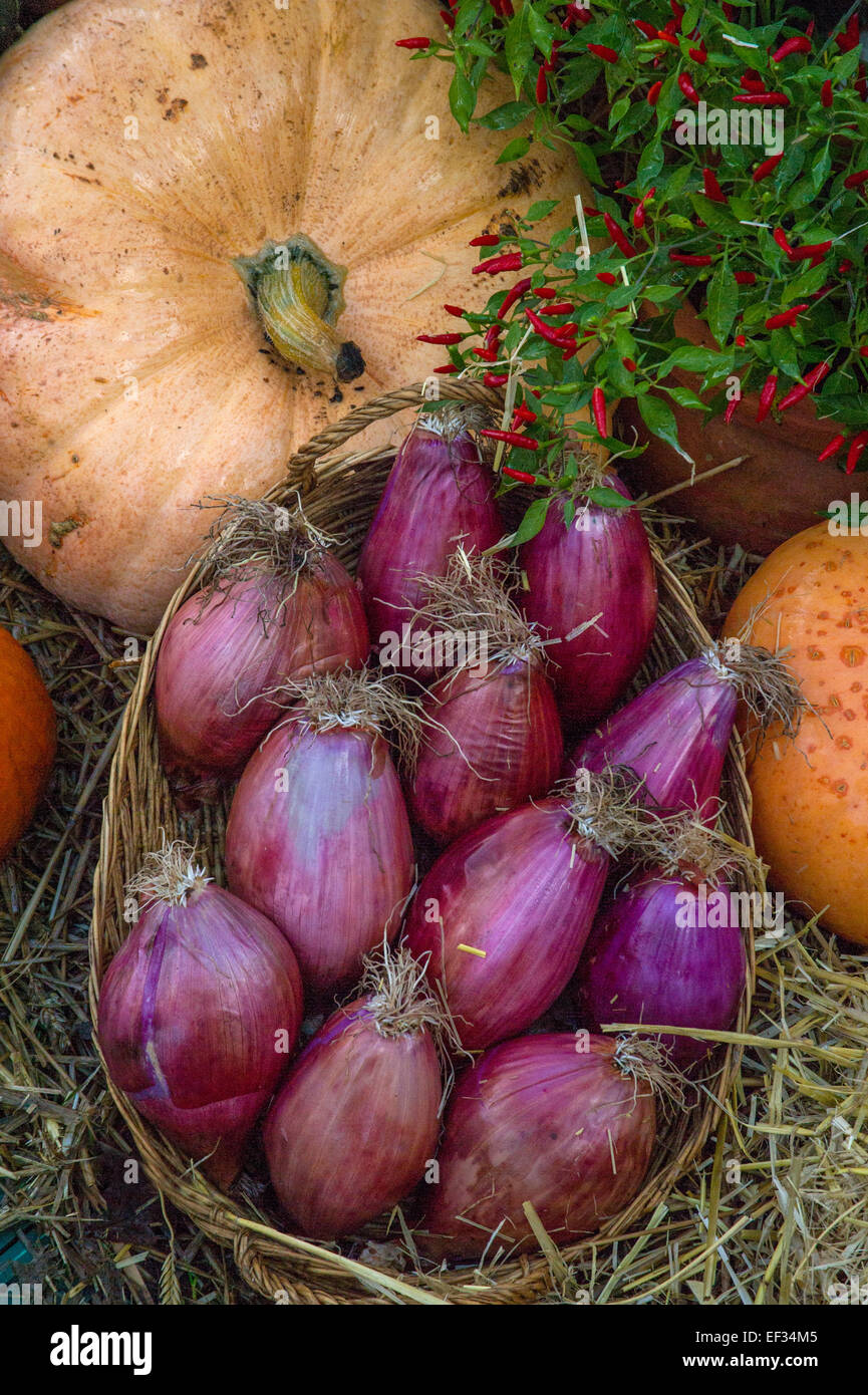 Florence onion hi-res stock photography and images - Alamy
