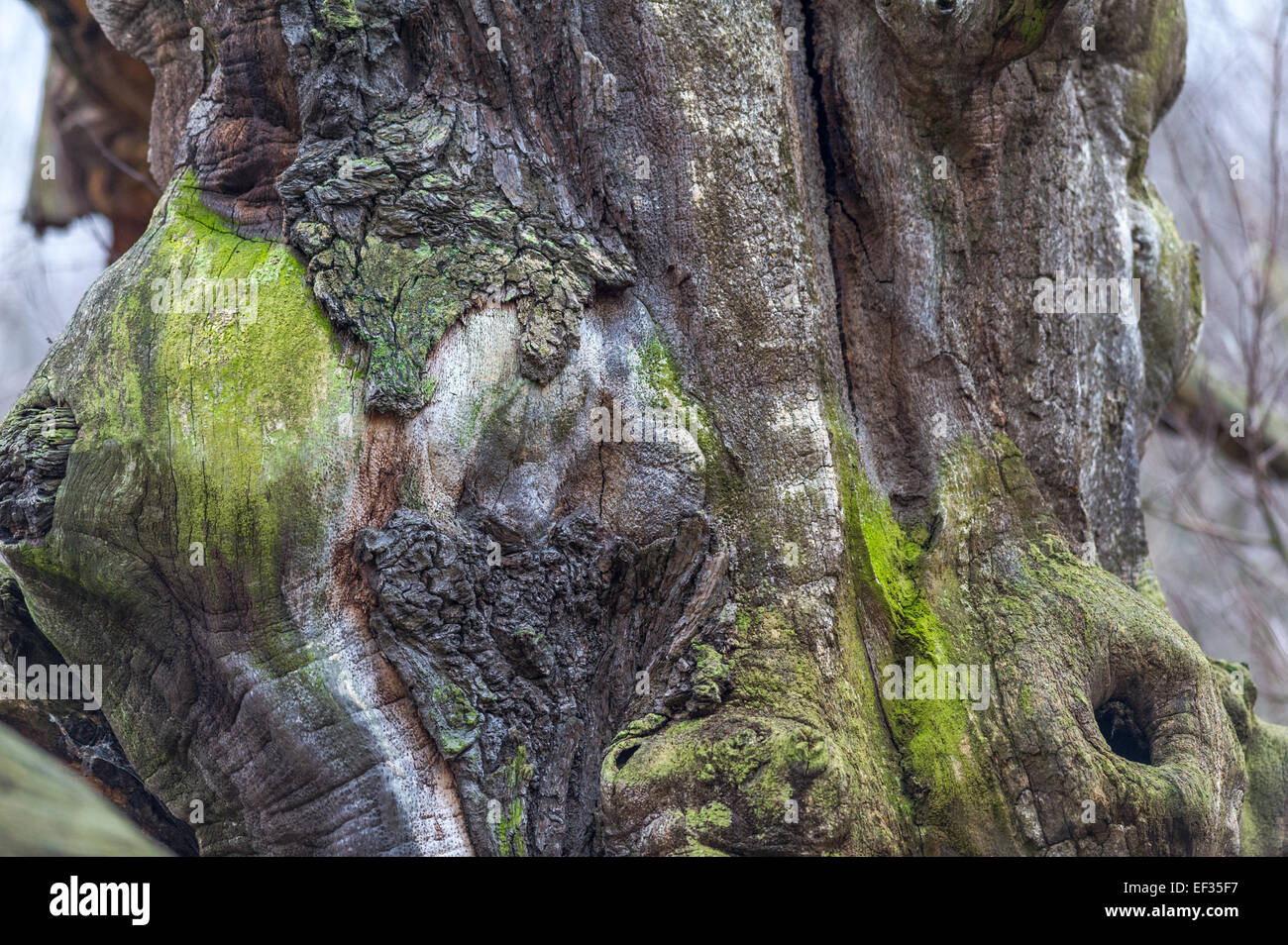 Decaying ancient oak hi-res stock photography and images - Alamy