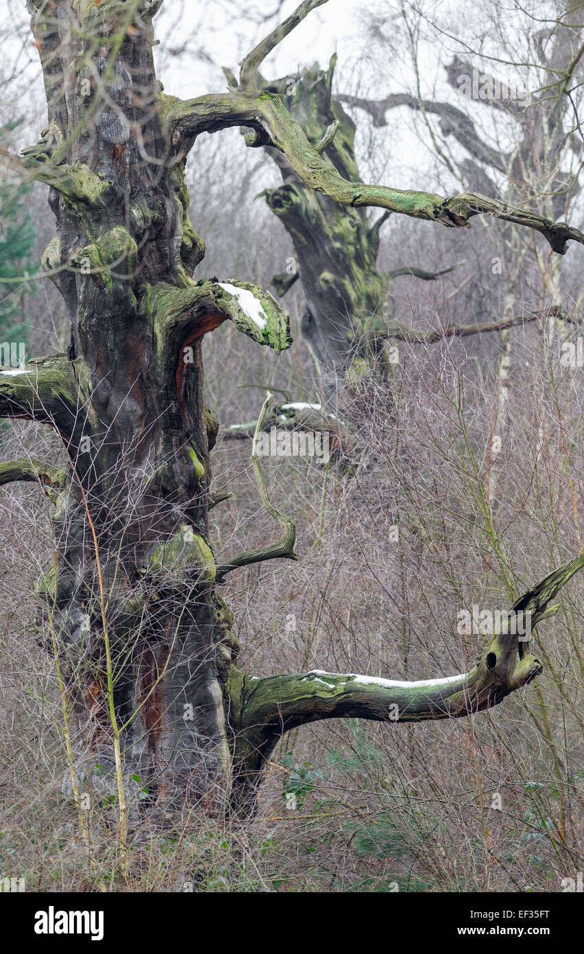 English oak trees hi-res stock photography and images - Alamy