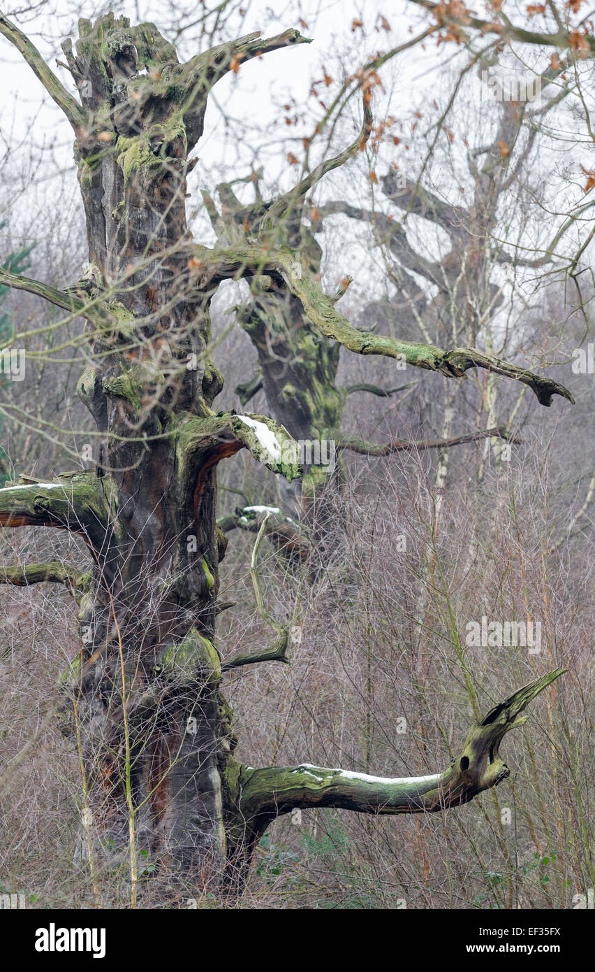 Dead English oak trees standing in Sherwood Forest, Nottinghamshire ...