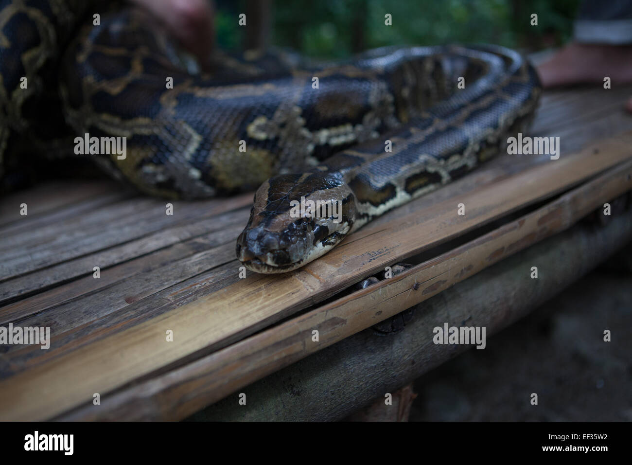 Philippines snake hi-res stock photography and images - Alamy